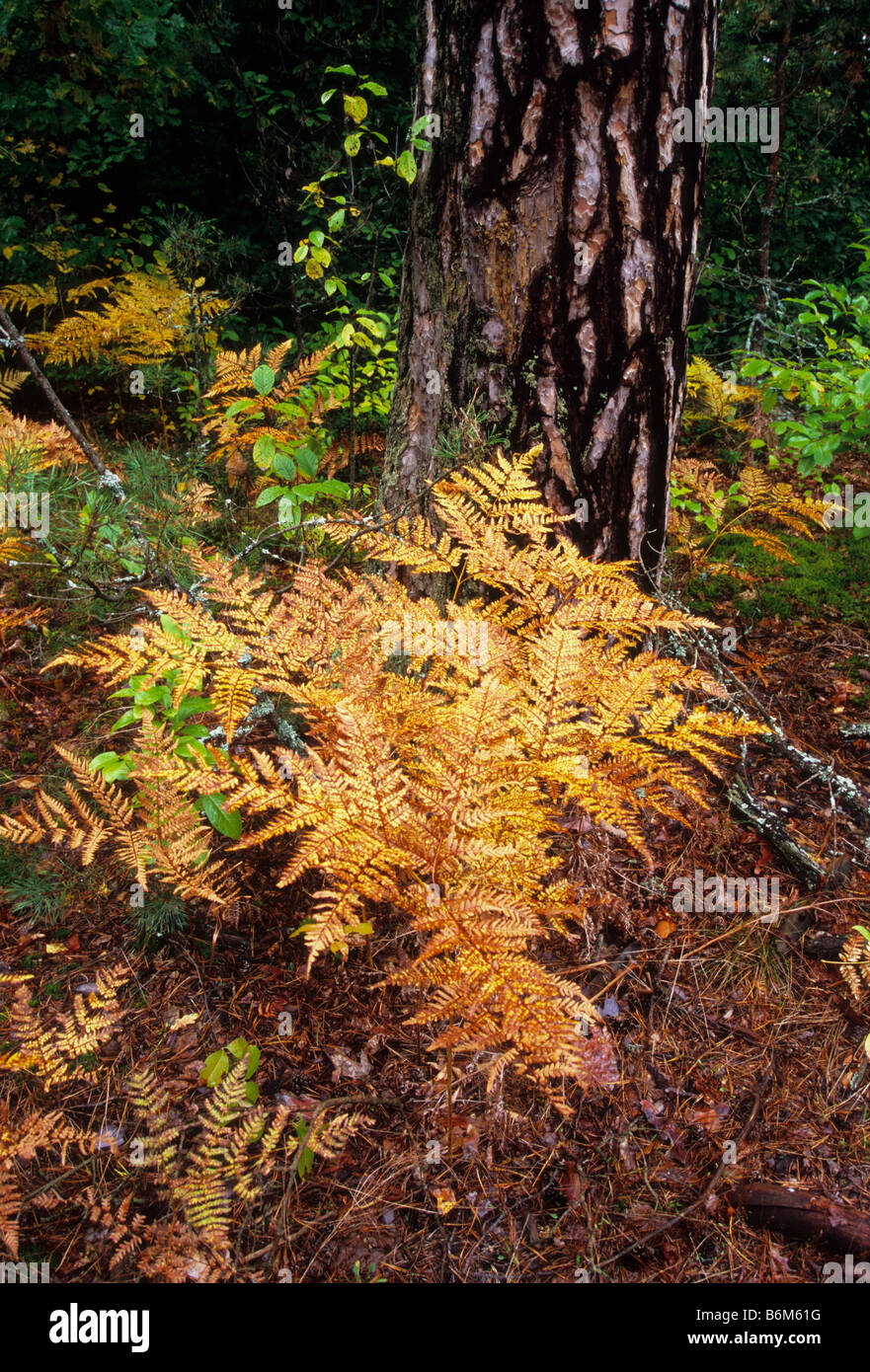 Bracken Pteridium aquilinum fern Stock Photo - Alamy