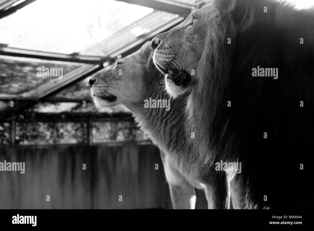 A female lion Black and White Stock Photos & Images - Alamy