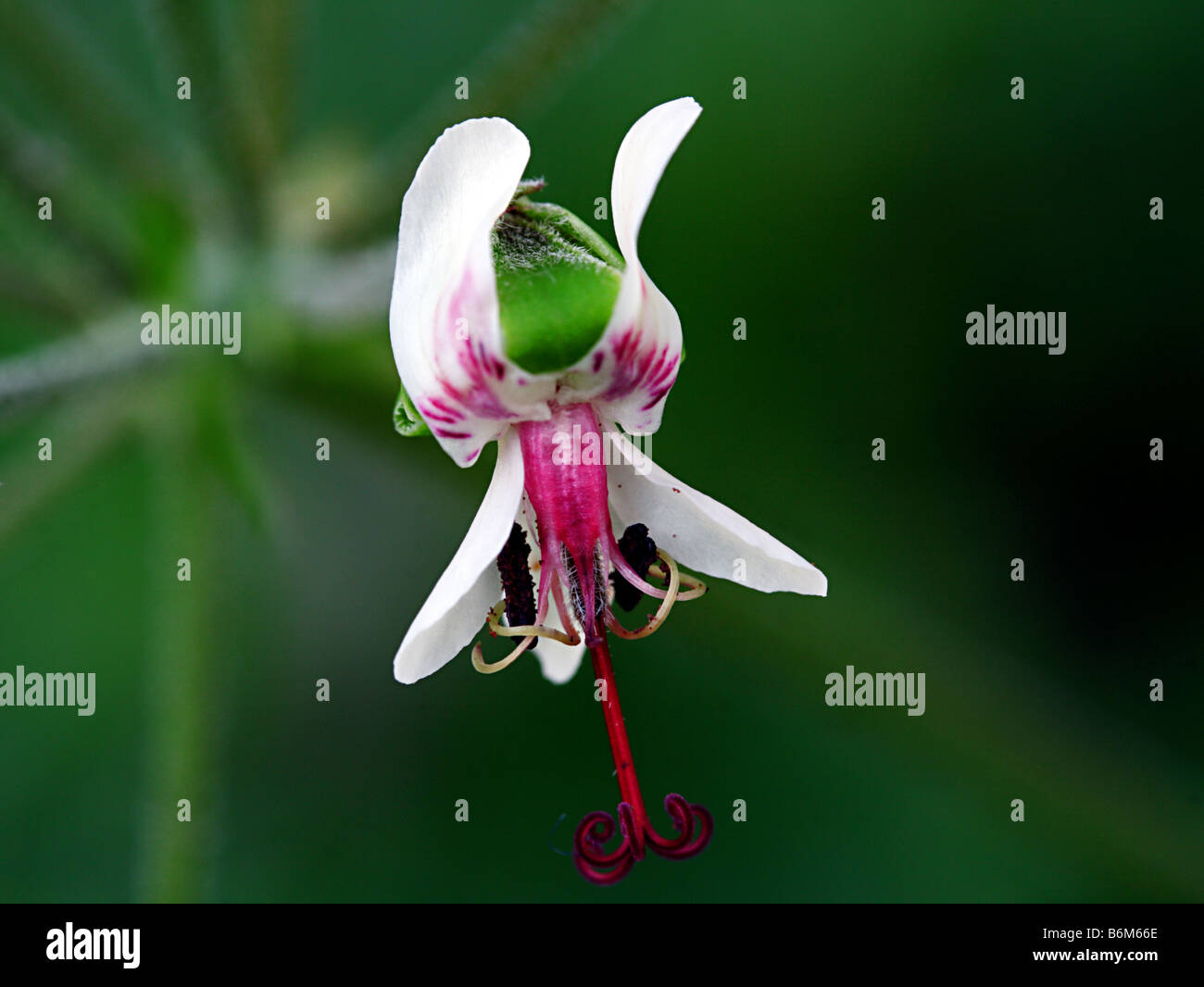 Pelargonium flower hi-res stock photography and images - Alamy