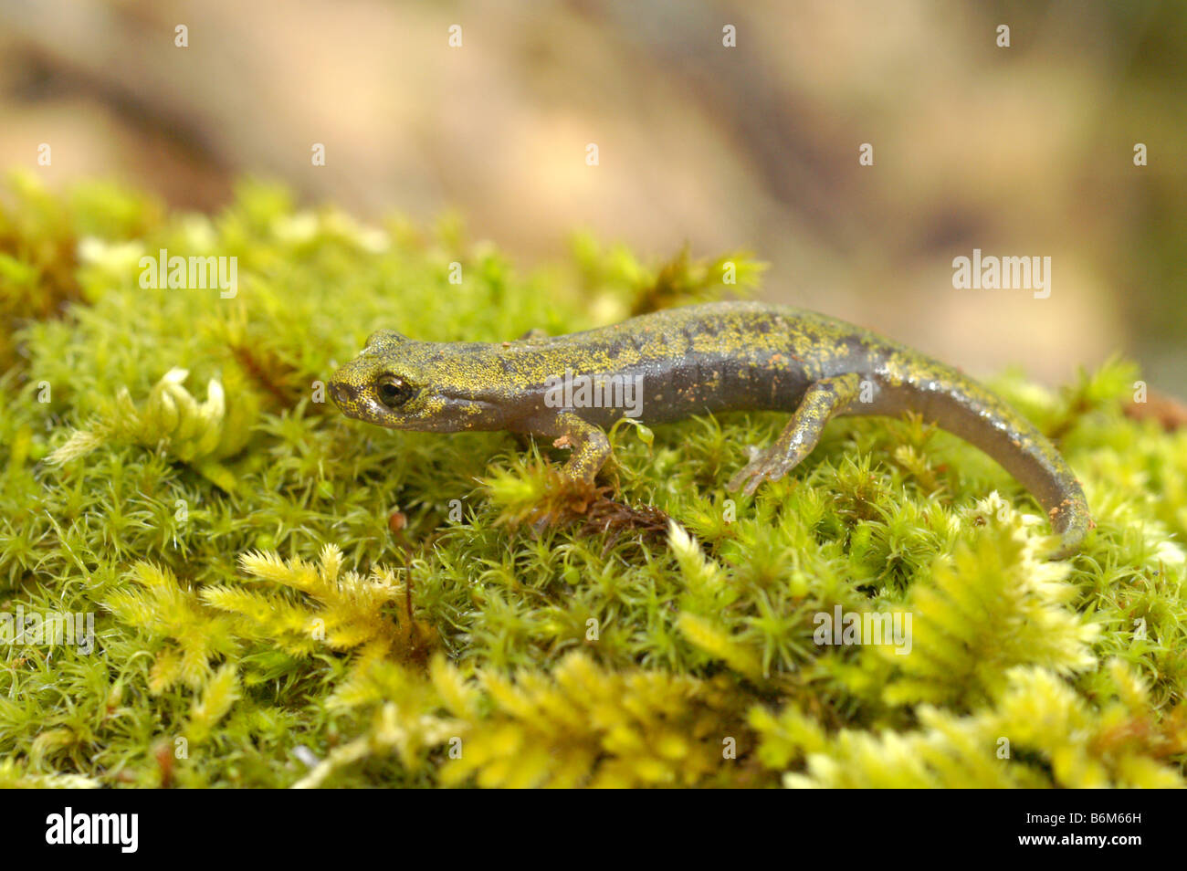 Hydromantes brunus - Limestone salamander ( juvenile Stock Photo - Alamy