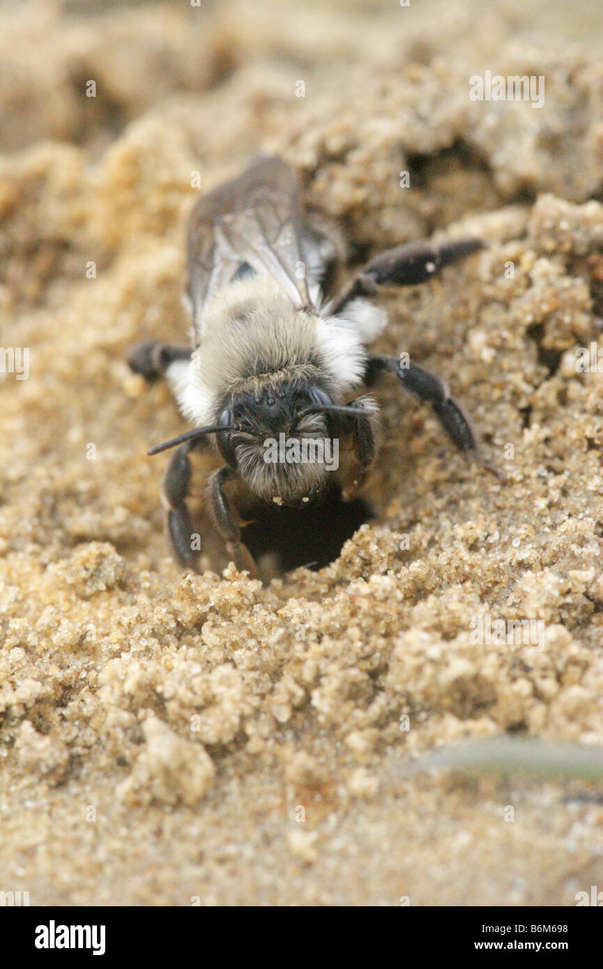 Mining bees hi-res stock photography and images - Alamy