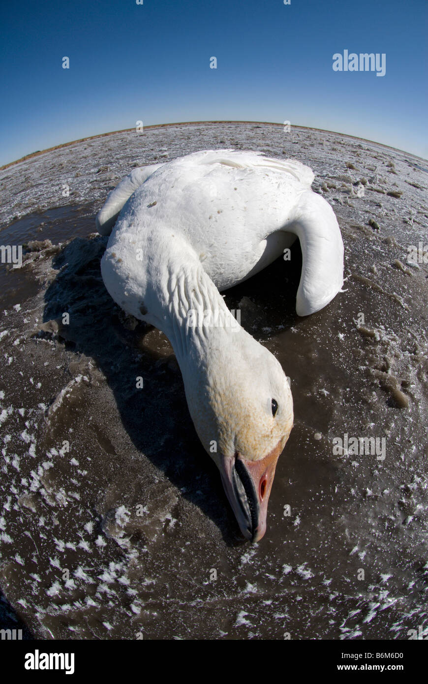 Dead snow goose on frozen lake Stock Photo - Alamy