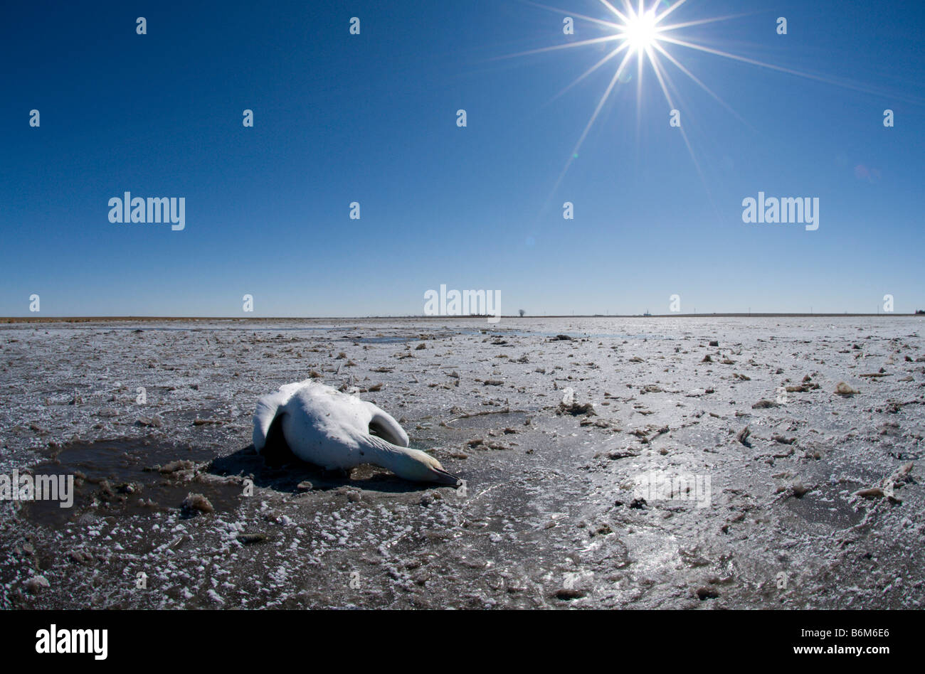 Dead geese hi-res stock photography and images - Alamy