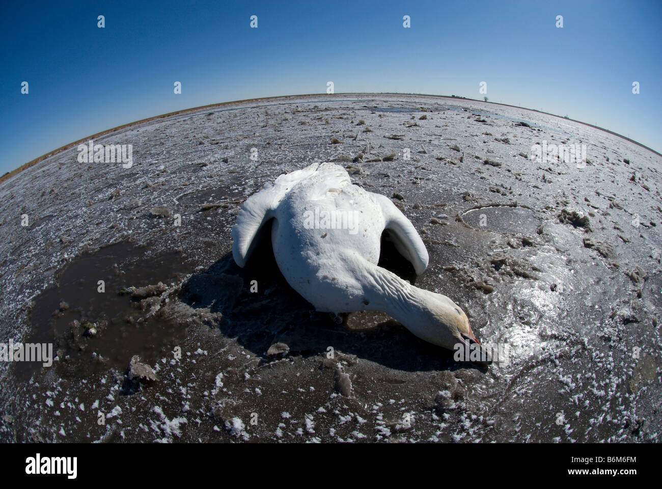 Dead snow goose on frozen lake Stock Photo - Alamy