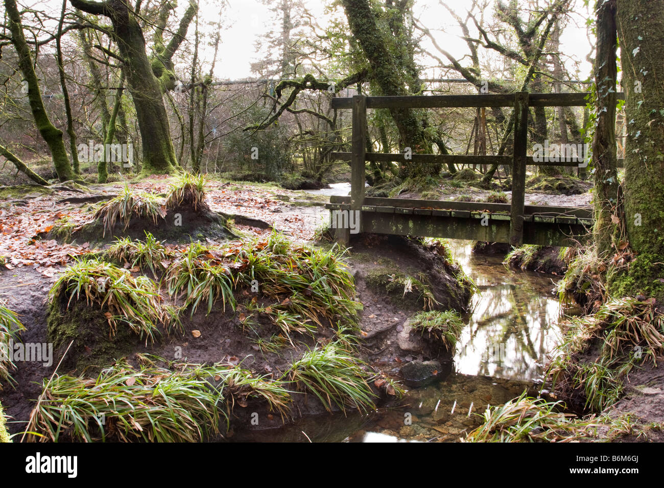 wooden footbridge over small steam in the woods Stock Photo - Alamy
