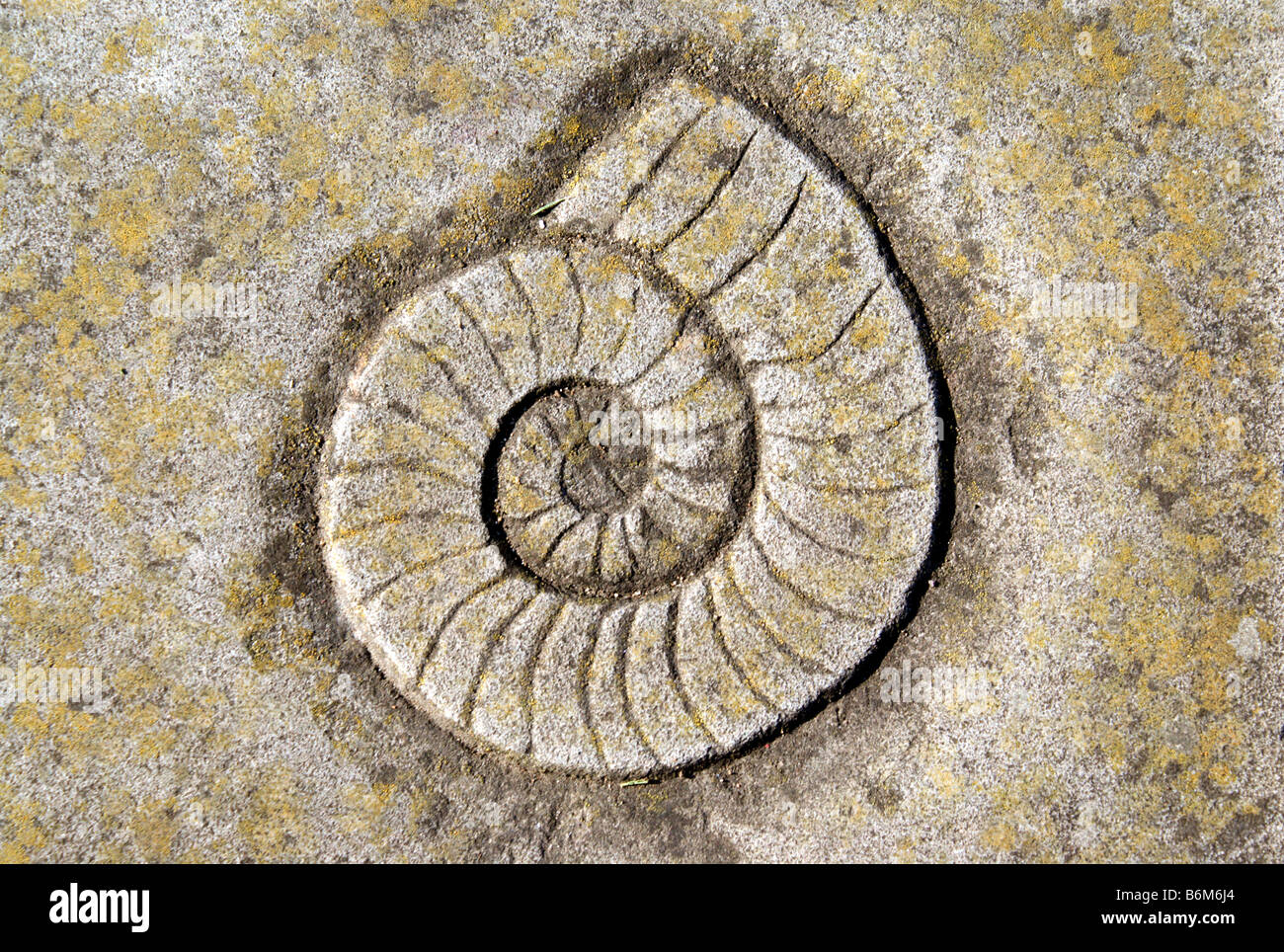 Ammonite sculpture hi-res stock photography and images - Alamy