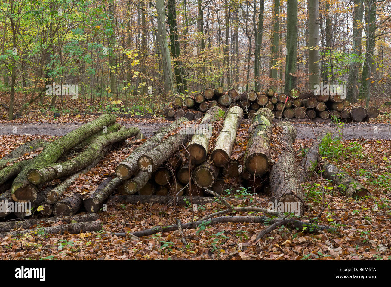 Log logs leaf hi-res stock photography and images - Alamy