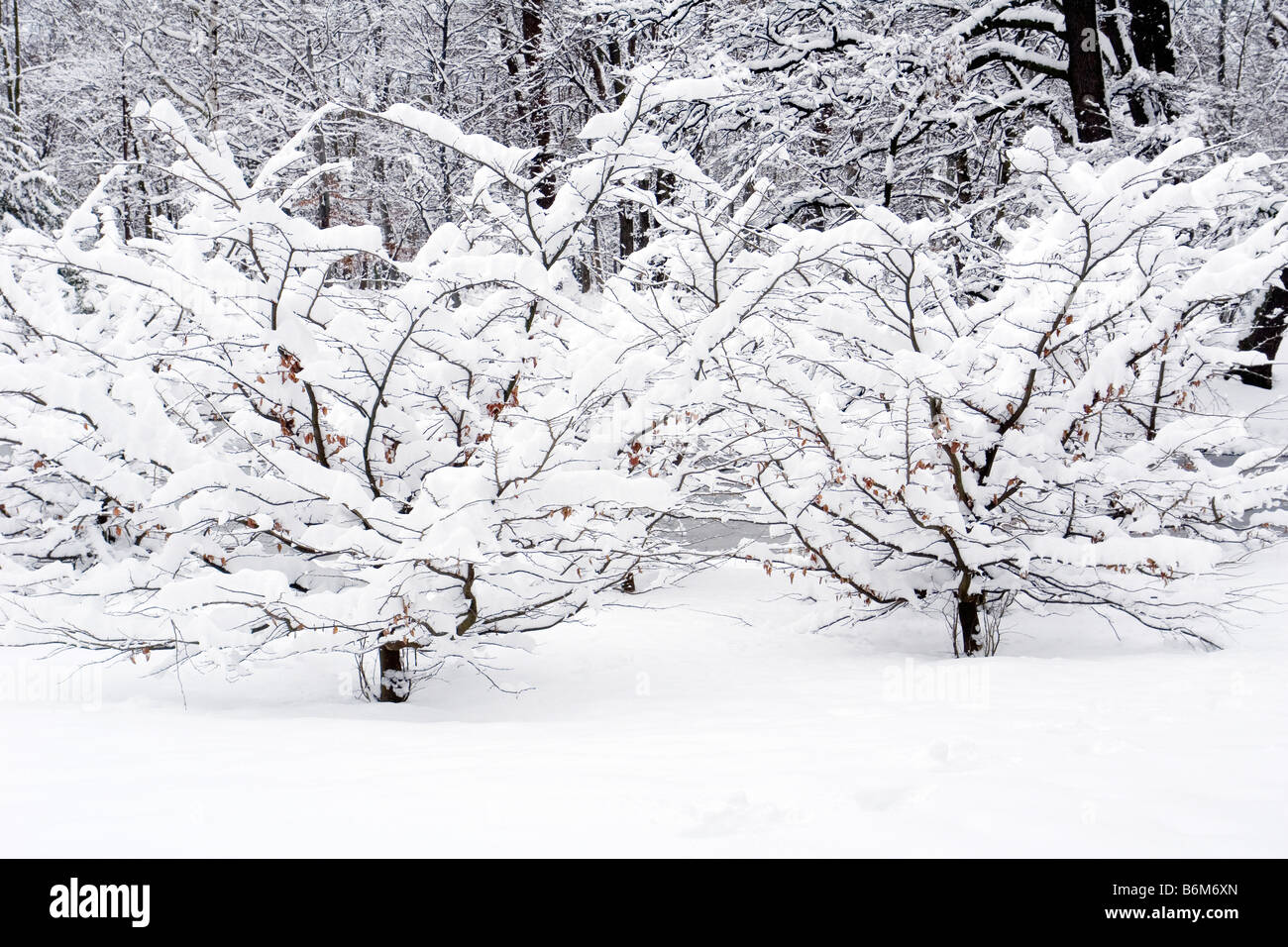 Winter forest.Beech tree saplings covered with snow Stock Photo - Alamy