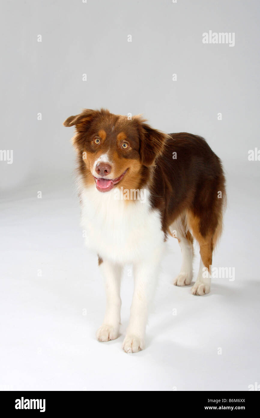 Australian Shepherd red tri Stock Photo - Alamy