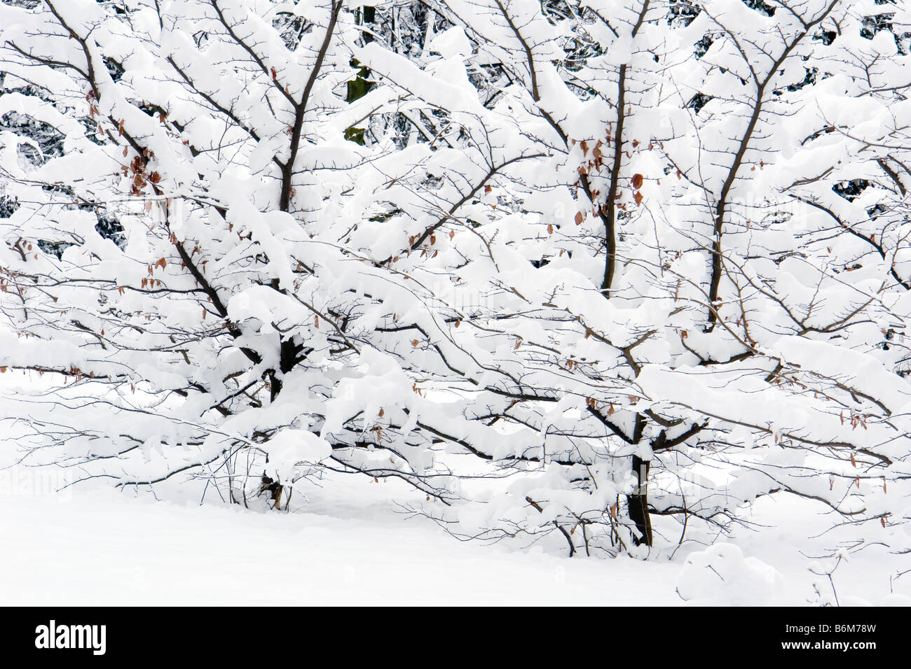 Beech tree snow hi-res stock photography and images - Alamy