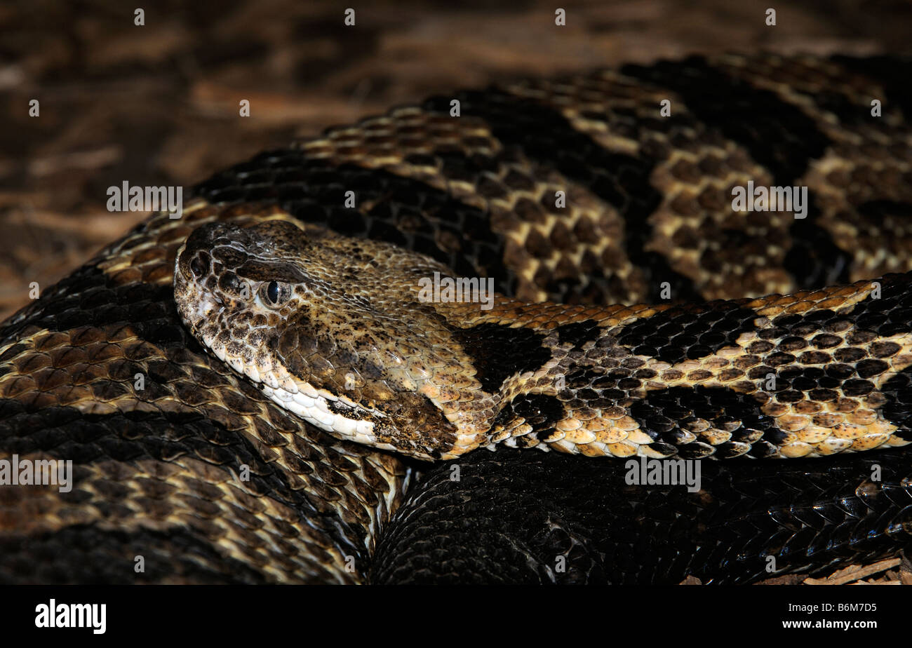 Cranebrake Rattlesnake a swamp rattler Florida USA Stock Photo - Alamy