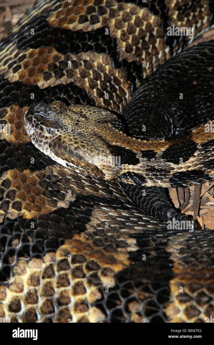Cranebrake Rattlesnake a swamp rattler Florida America USA Stock Photo ...