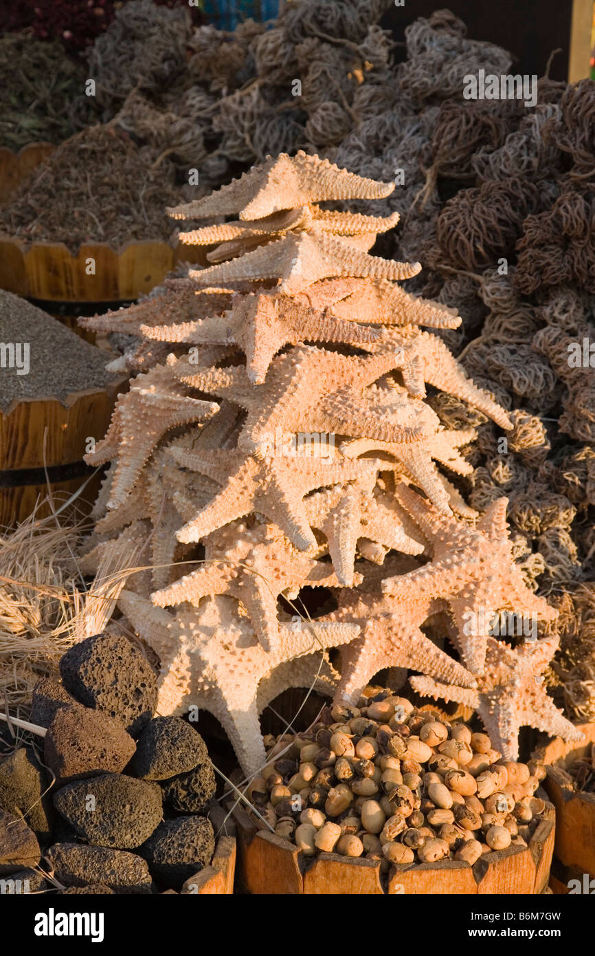 Star fish, Sharm El Sheikh old market Sinai Egypt Stock Photo - Alamy