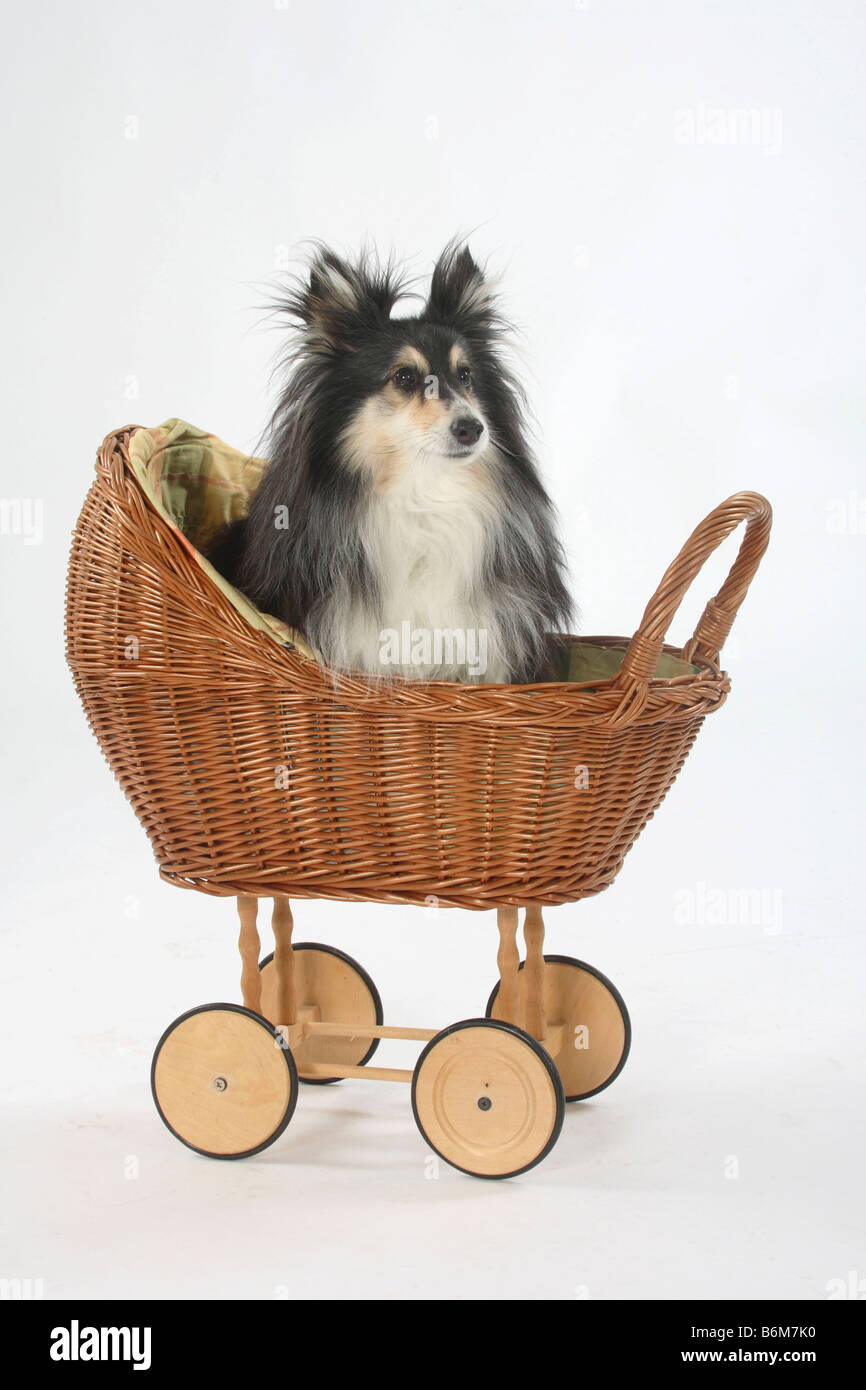 Sheltie Years Old Shetland Sheepdog High Resolution Stock Photography ...