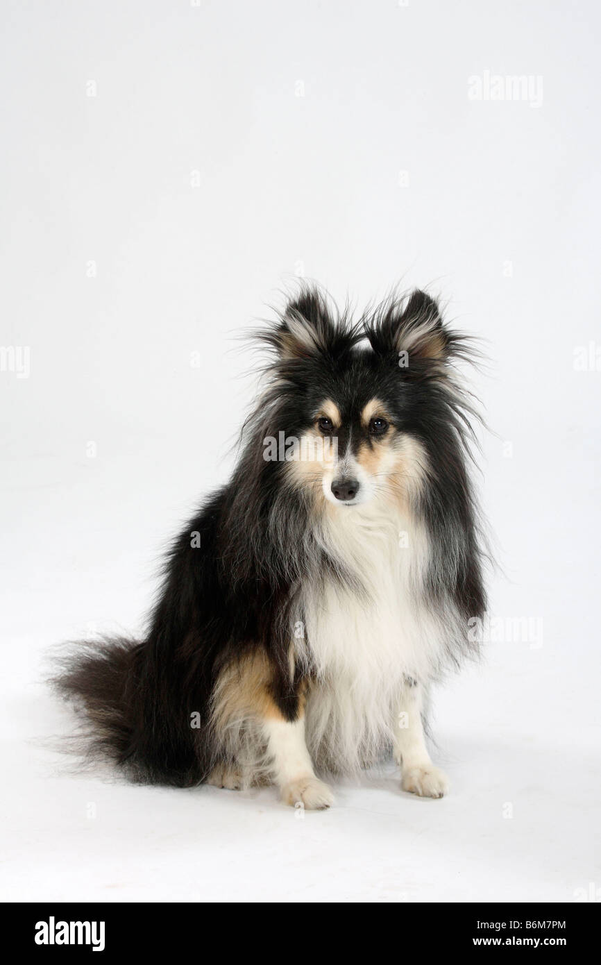 Sheltie years old shetland sheepdog hi-res stock photography and images ...