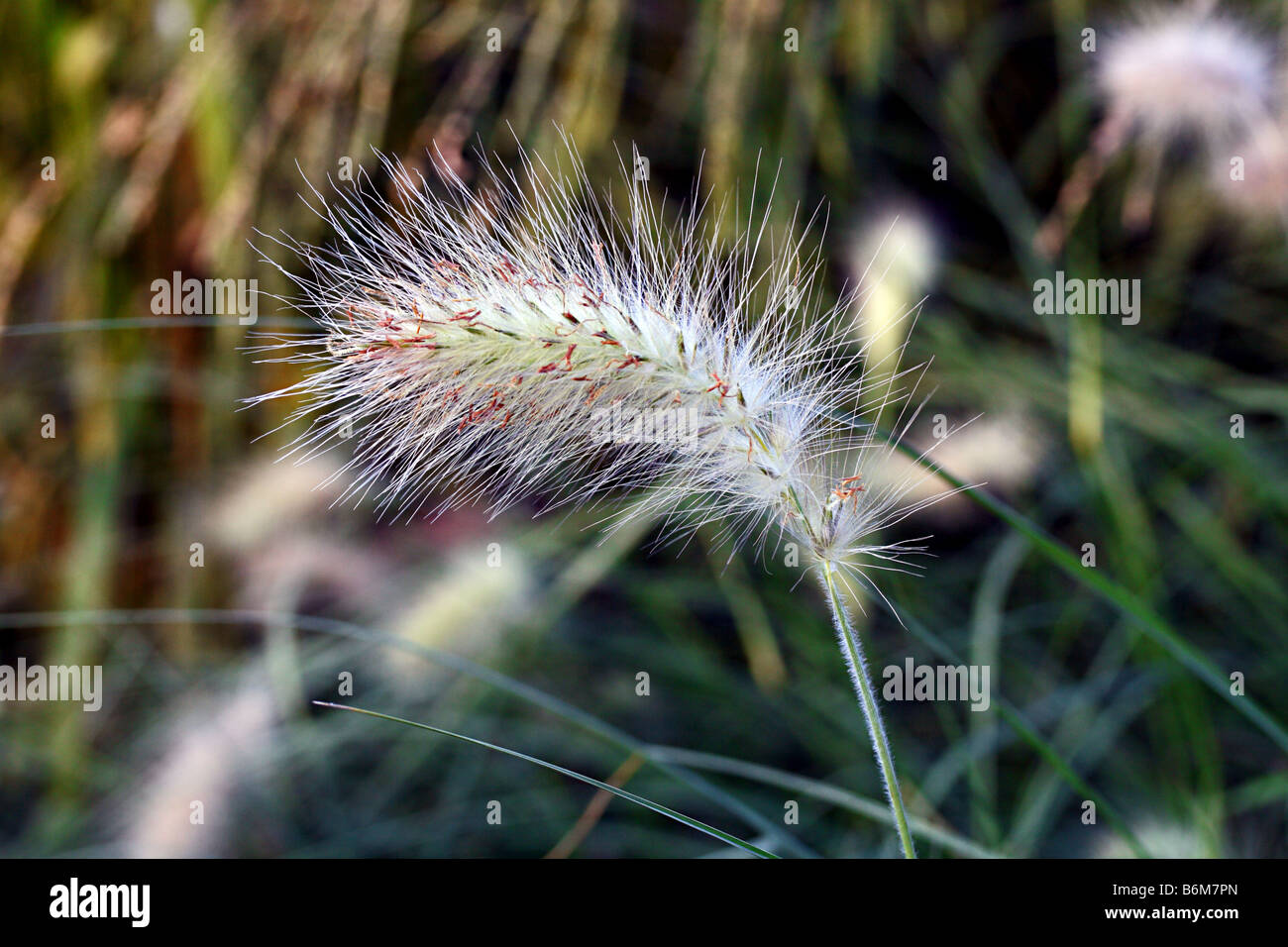 Close-up of a Pennisetum grass ear Stock Photo - Alamy