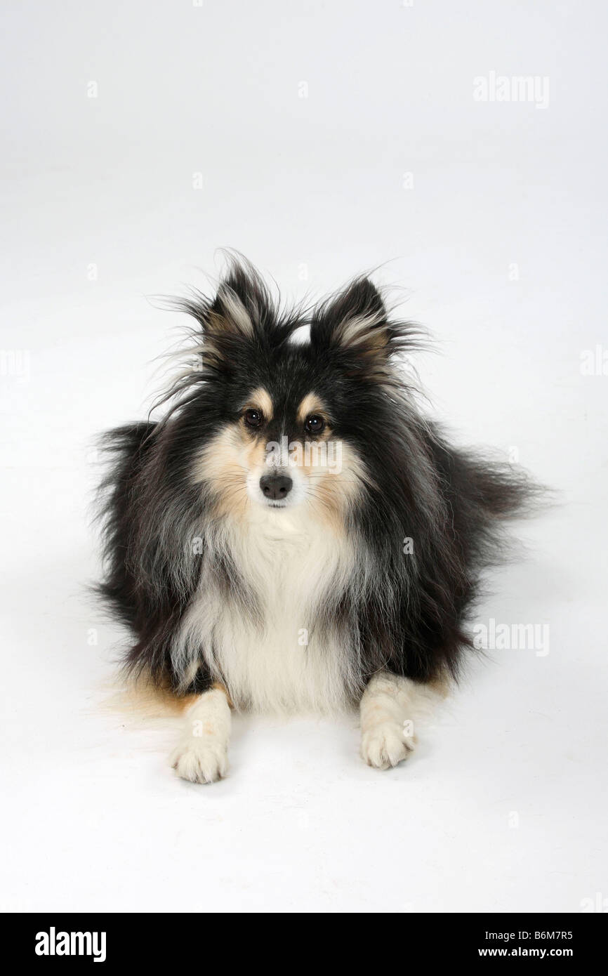 Sheltie Years Old Shetland Sheepdog High Resolution Stock Photography ...