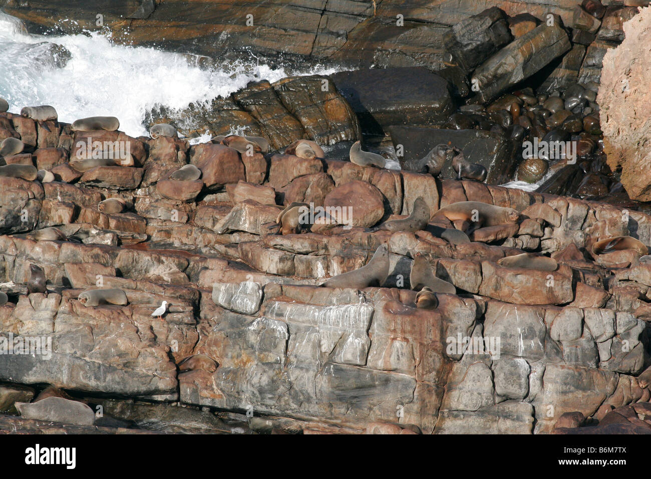 The seal colony hi-res stock photography and images - Alamy