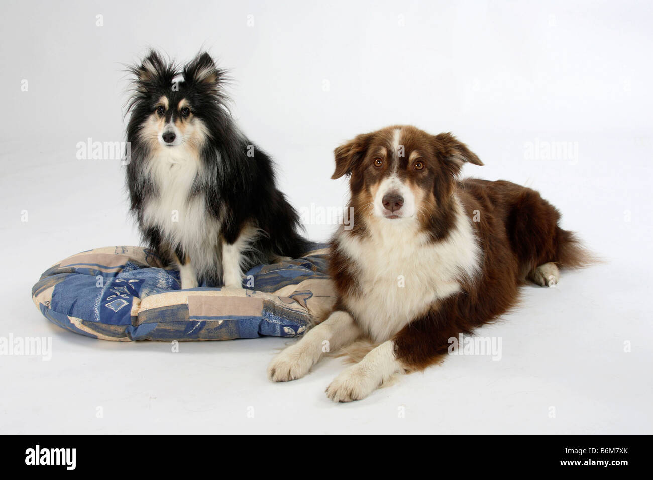 Australian shepherd and sheltie hi-res stock photography and images - Alamy