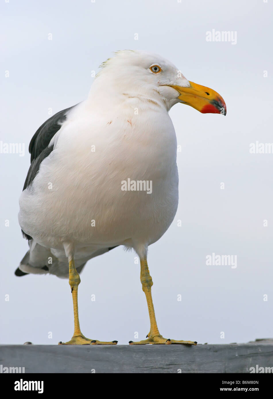 Pacific gull hi-res stock photography and images - Alamy