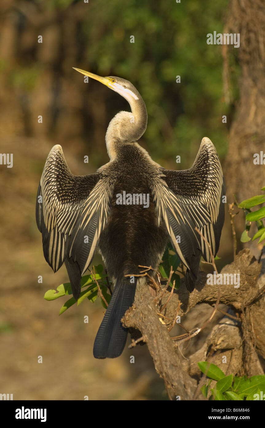 Indian darter hi-res stock photography and images - Alamy