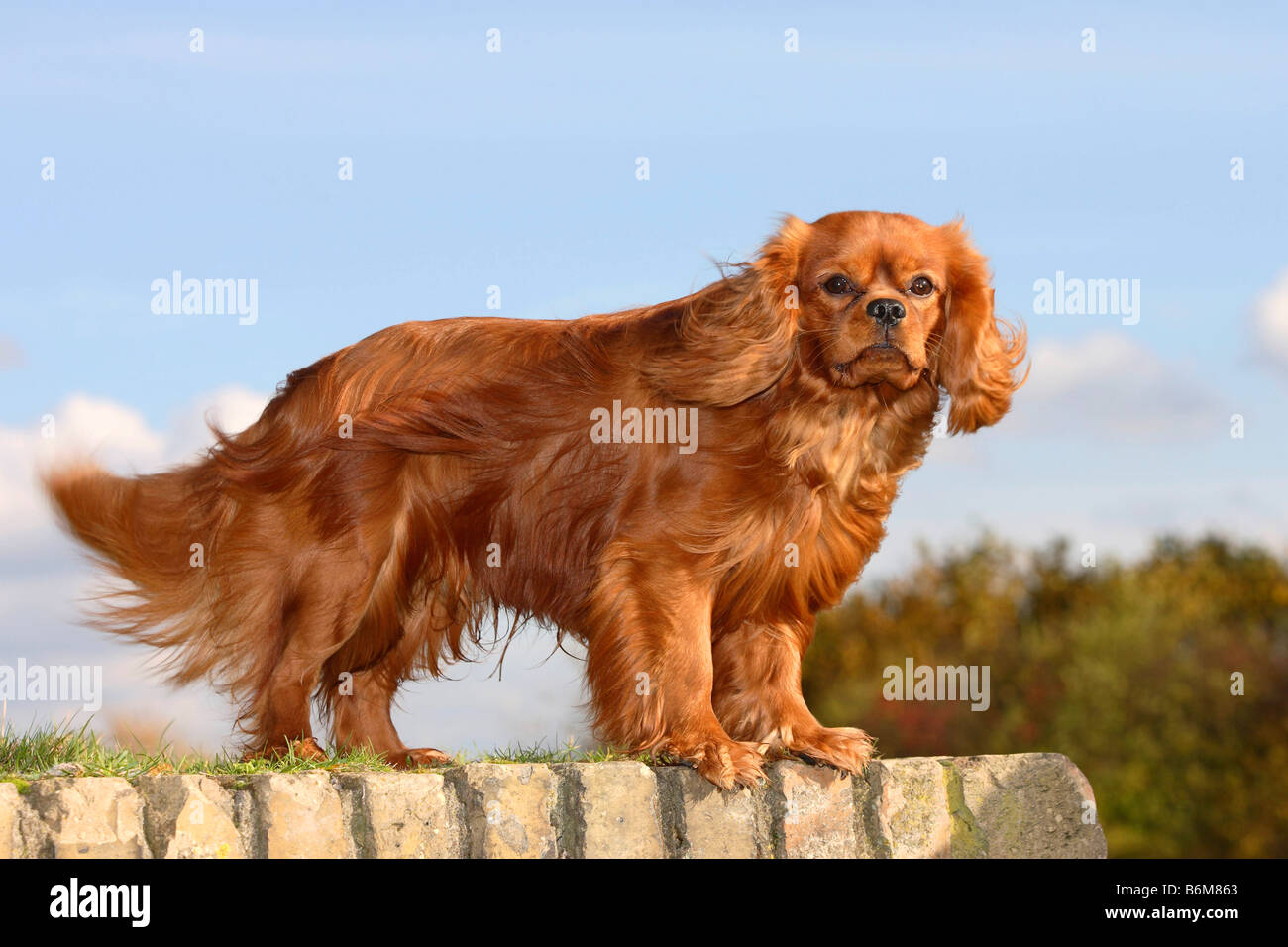 Cavalier King Charles Spaniel ruby side Stock Photo - Alamy