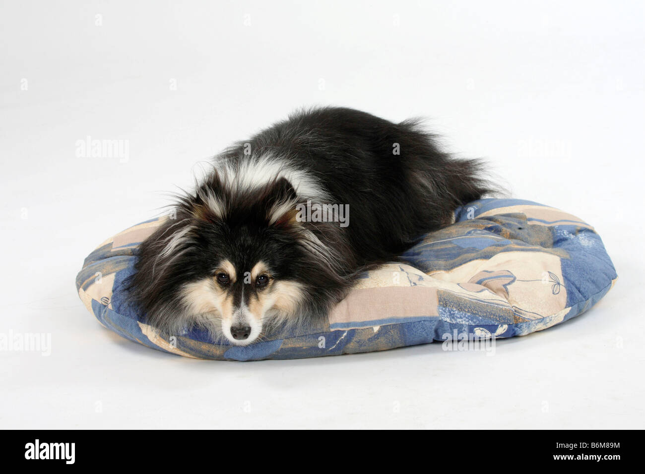 Sheltie years old shetland sheepdog hi-res stock photography and images ...