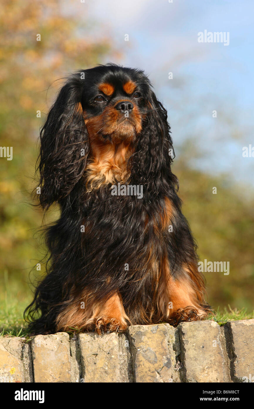 Cavalier King Charles Spaniel black and tan Stock Photo - Alamy