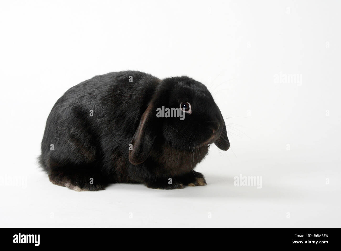 Black Lop Eared Rabbit