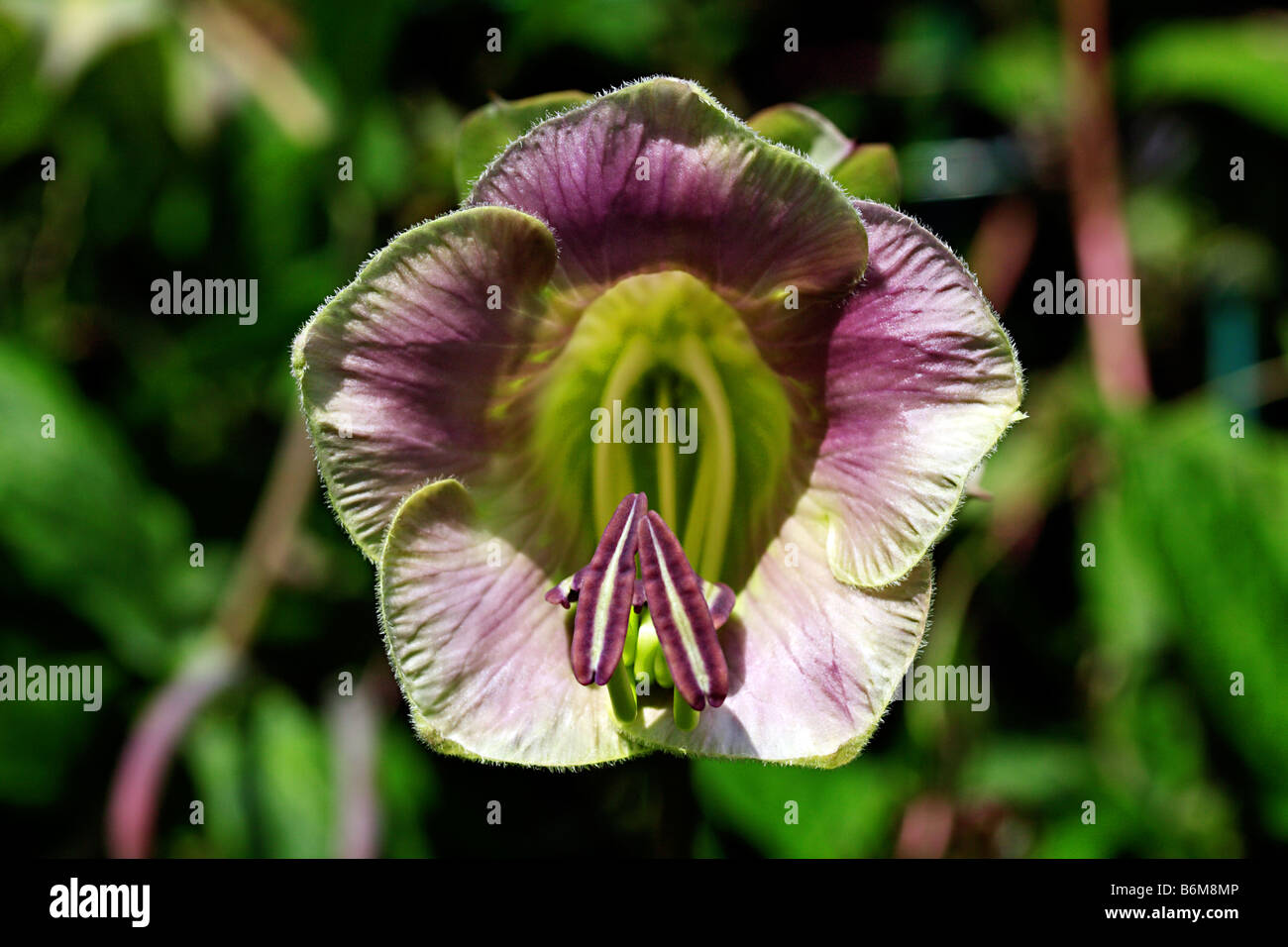Cobaea hi-res stock photography and images - Alamy