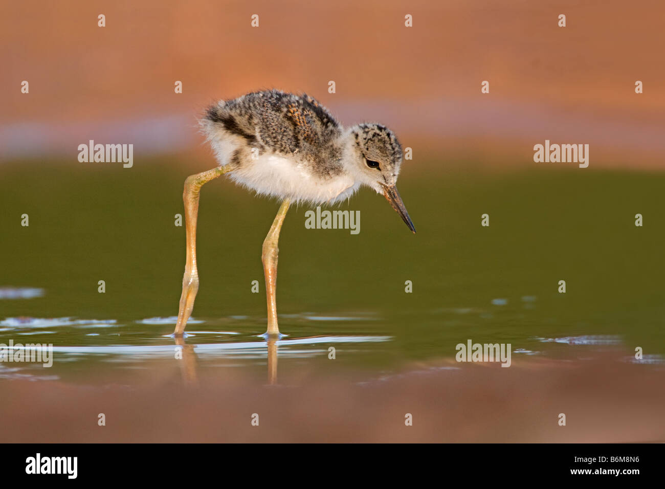 Black necked stilt chick hi-res stock photography and images - Alamy