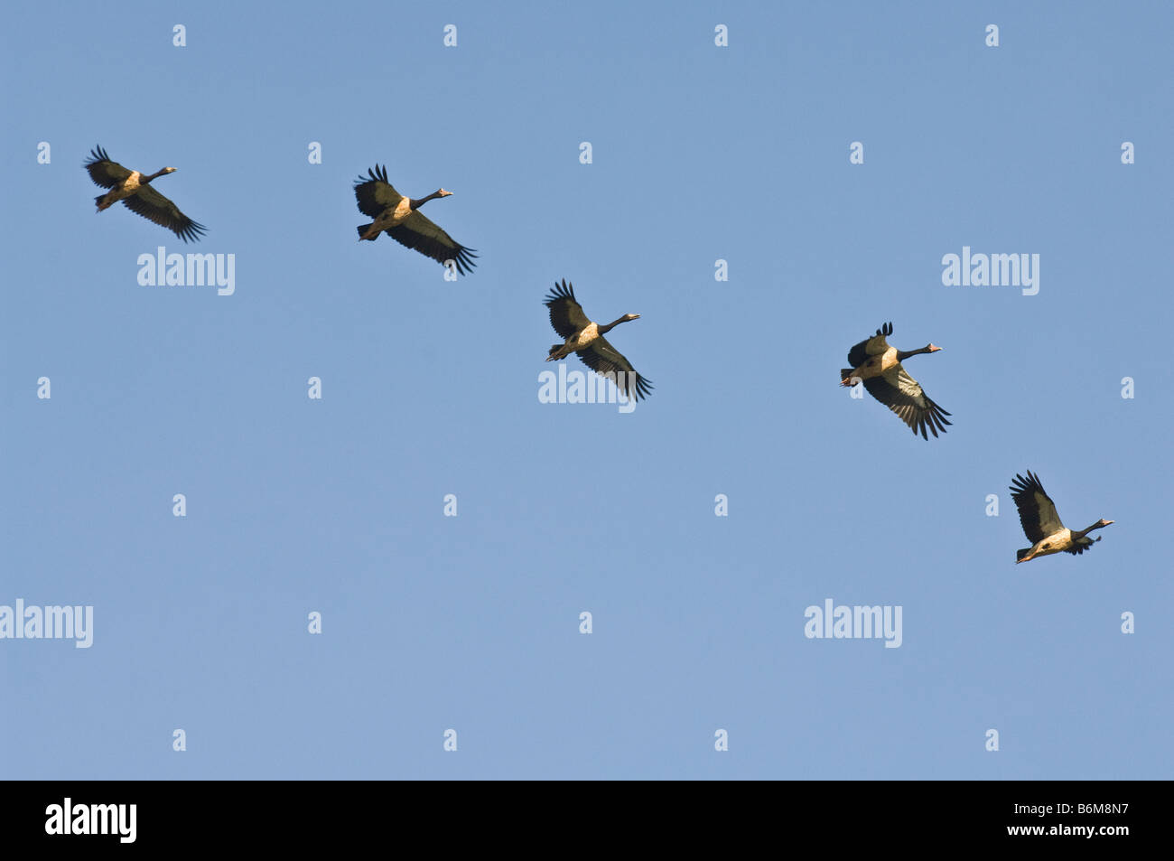 Magpie geese kakadu hi-res stock photography and images - Alamy