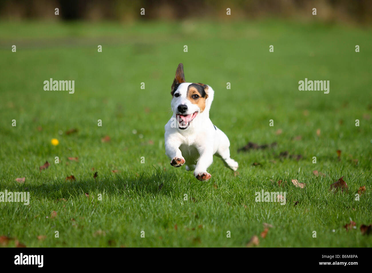 Jack russell terrier adult running hi-res stock photography and images ...