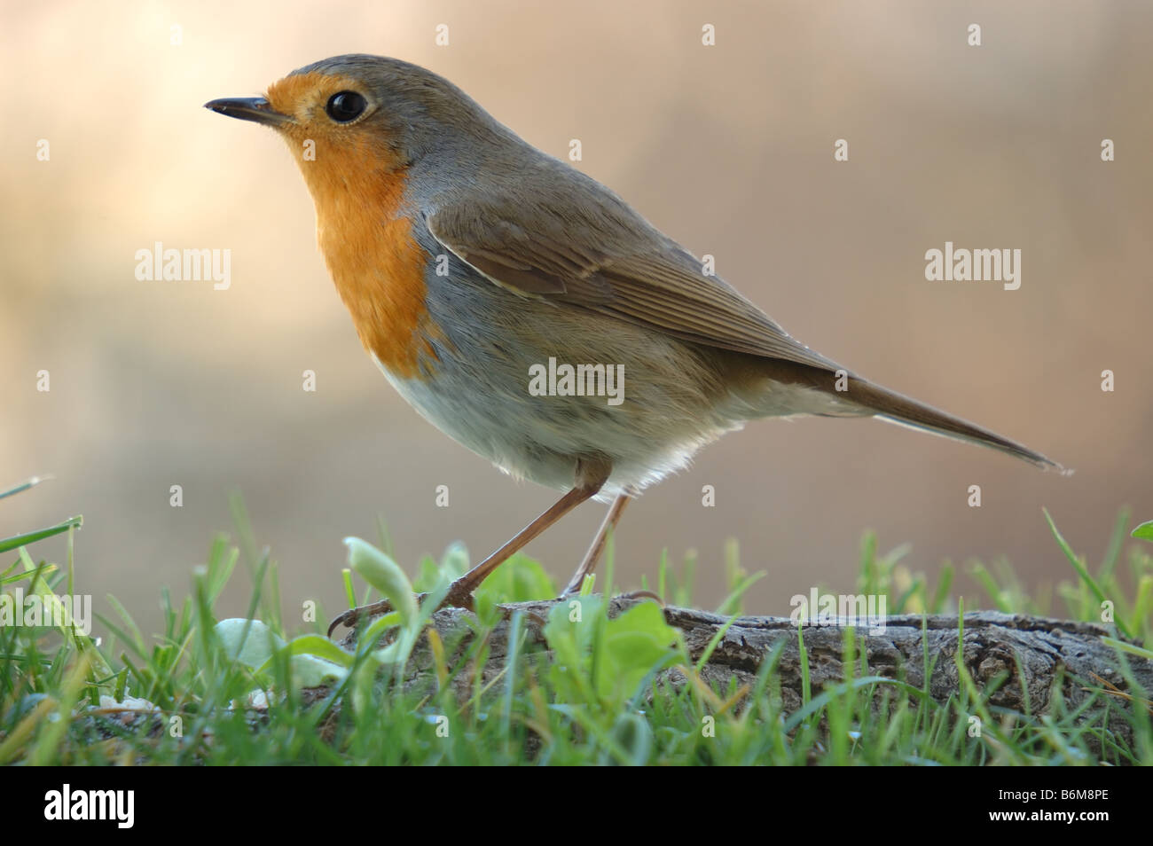 A picture of a little bird Stock Photo - Alamy