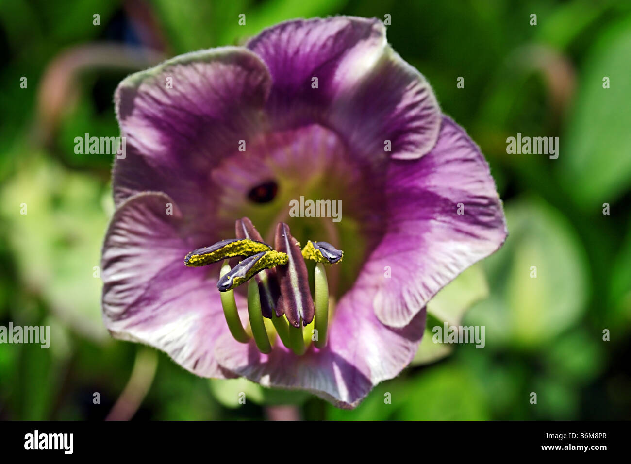 Close-up of a Cobaea flower Stock Photo - Alamy