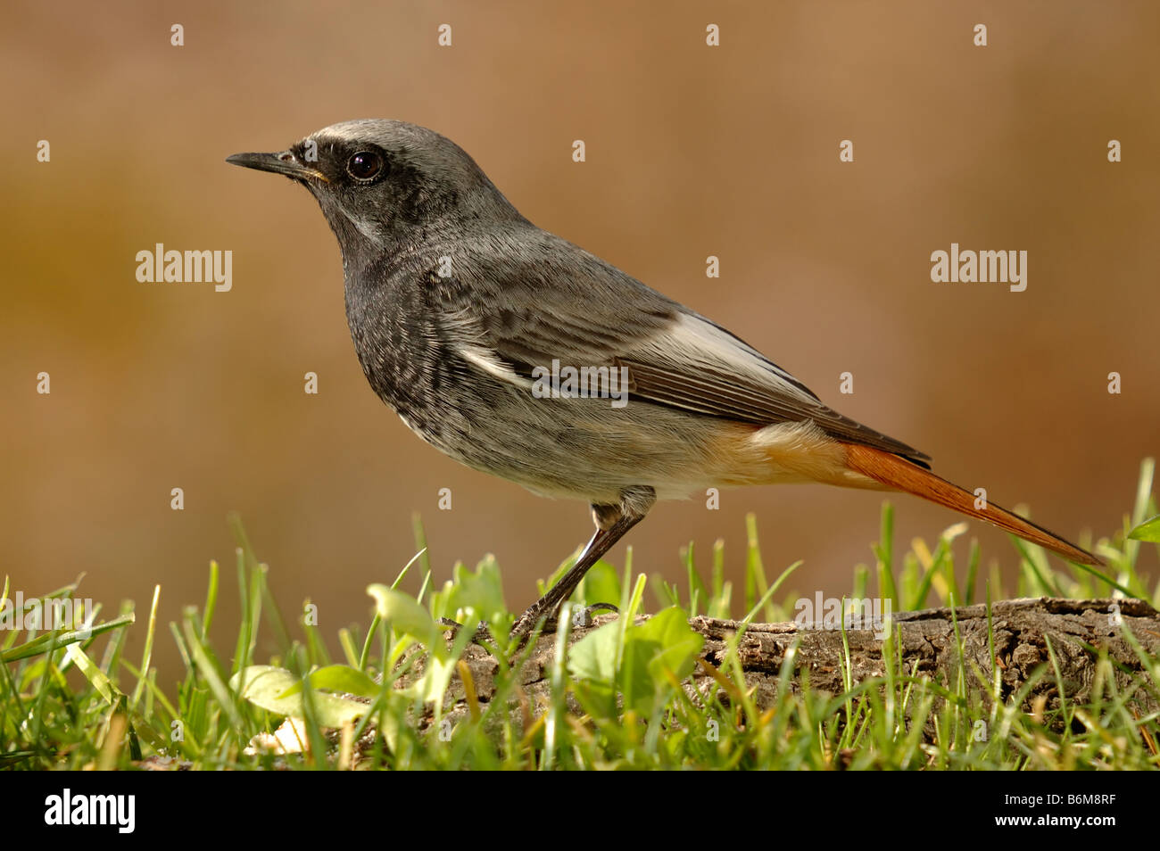 A picture of a little bird Stock Photo - Alamy