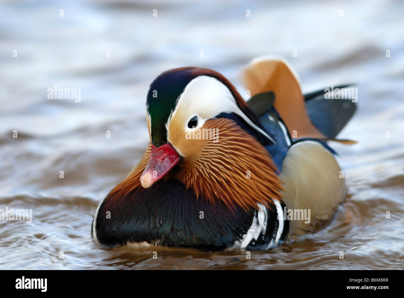 Mandarin duck scotland hi-res stock photography and images - Alamy