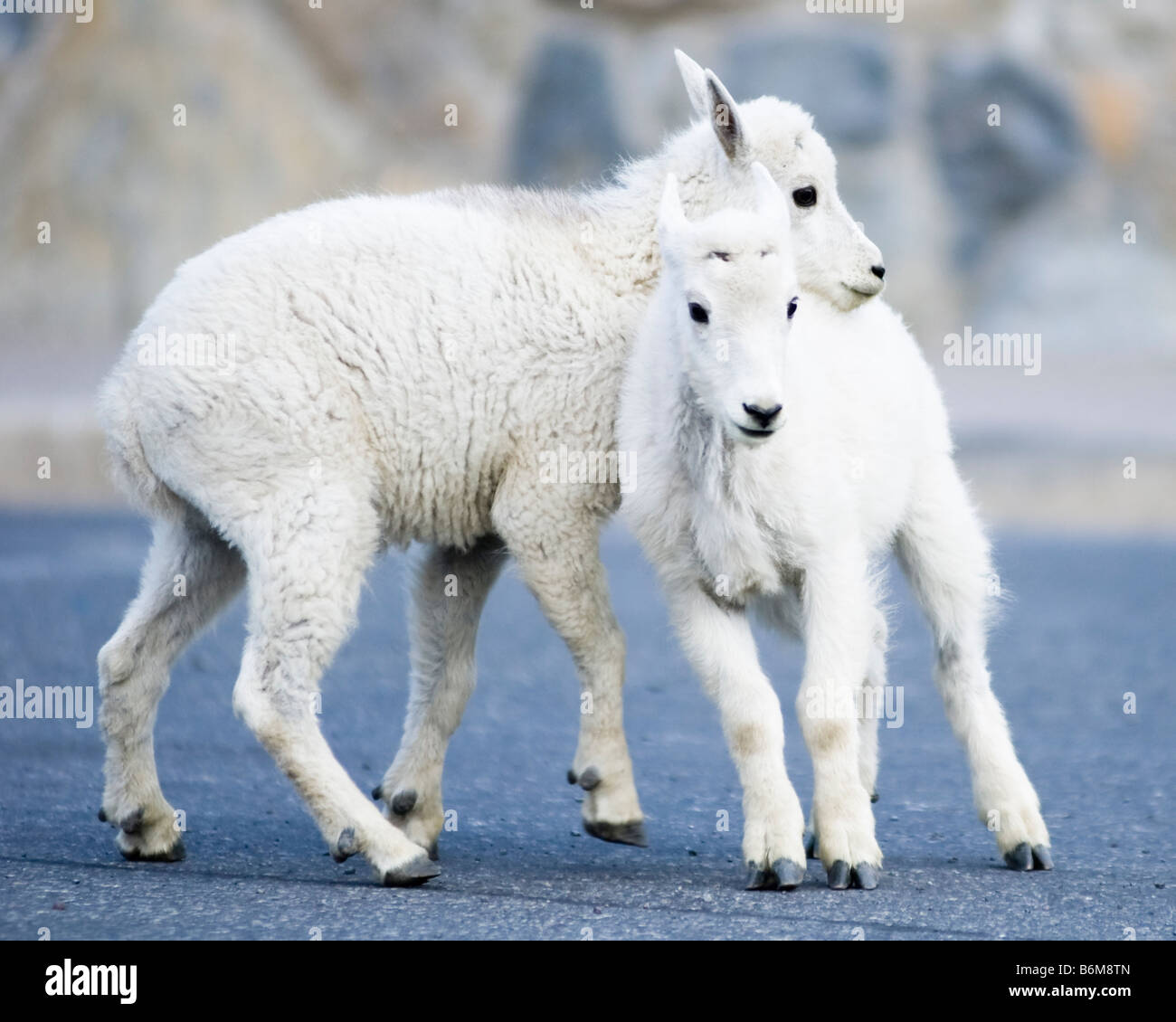 a pair of kid mountain goats playing near Logan Pass in Glacier ...