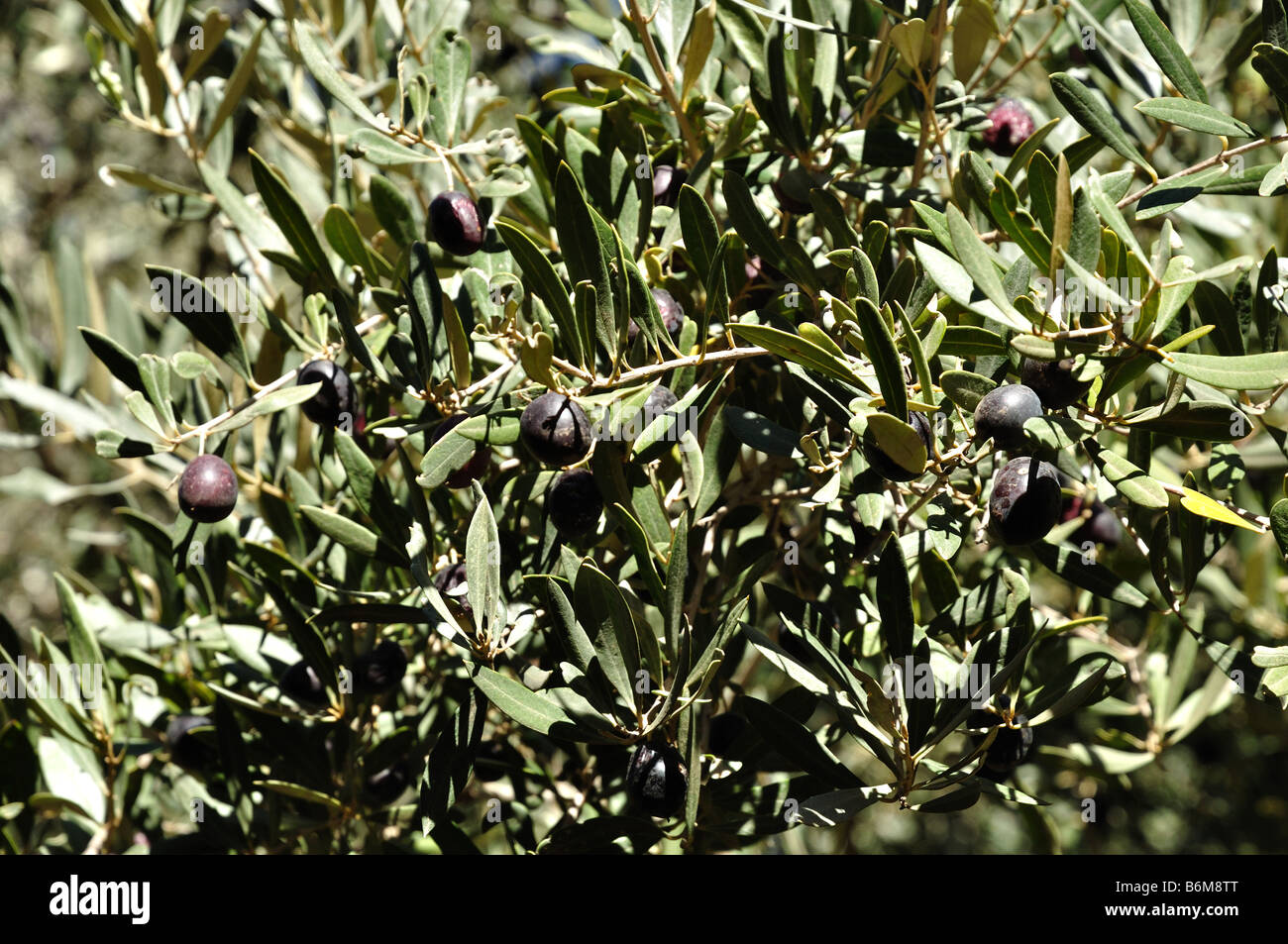 Olive tree closeup Stock Photo - Alamy