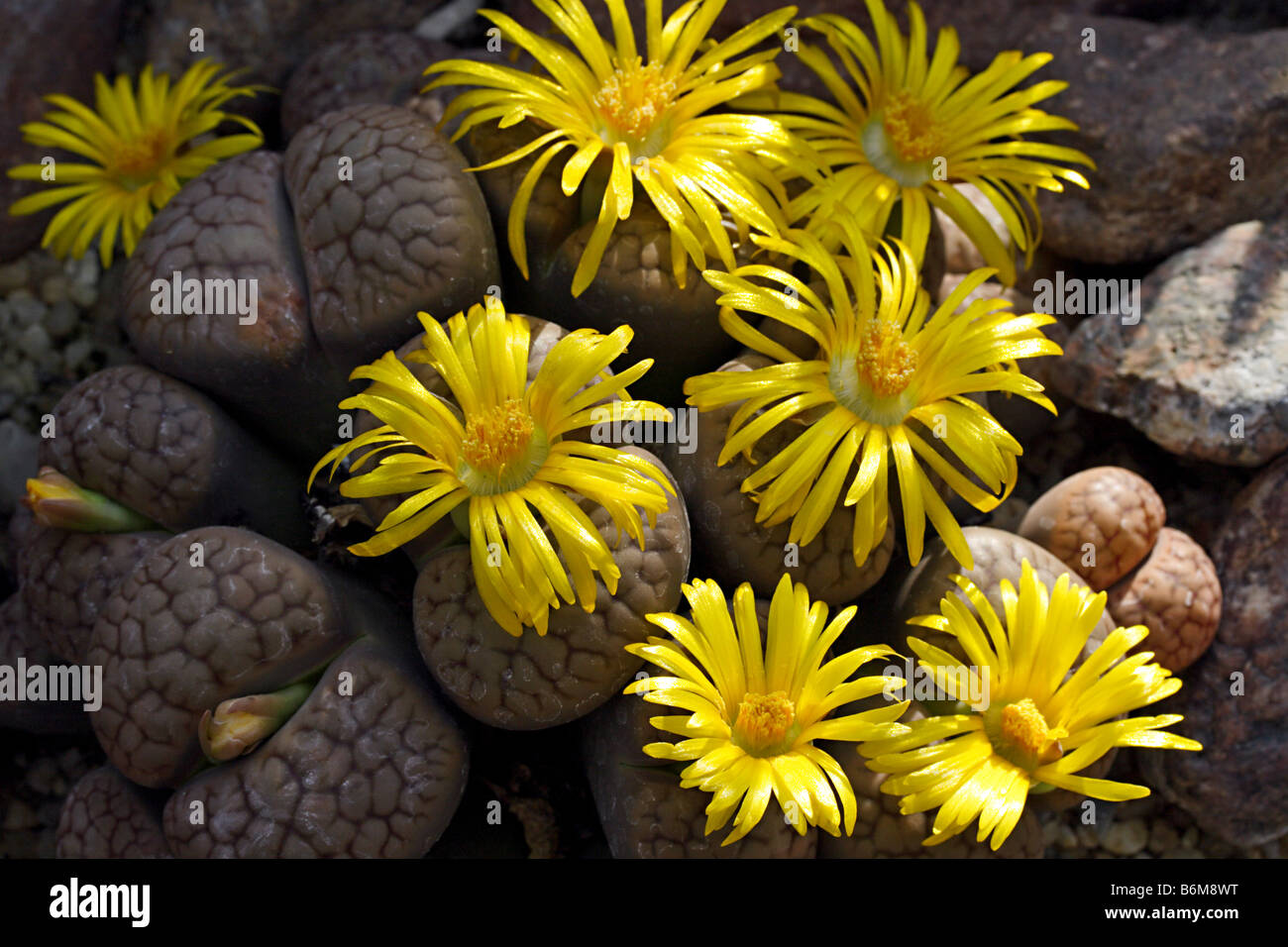 Lithops plant hi-res stock photography and images - Alamy