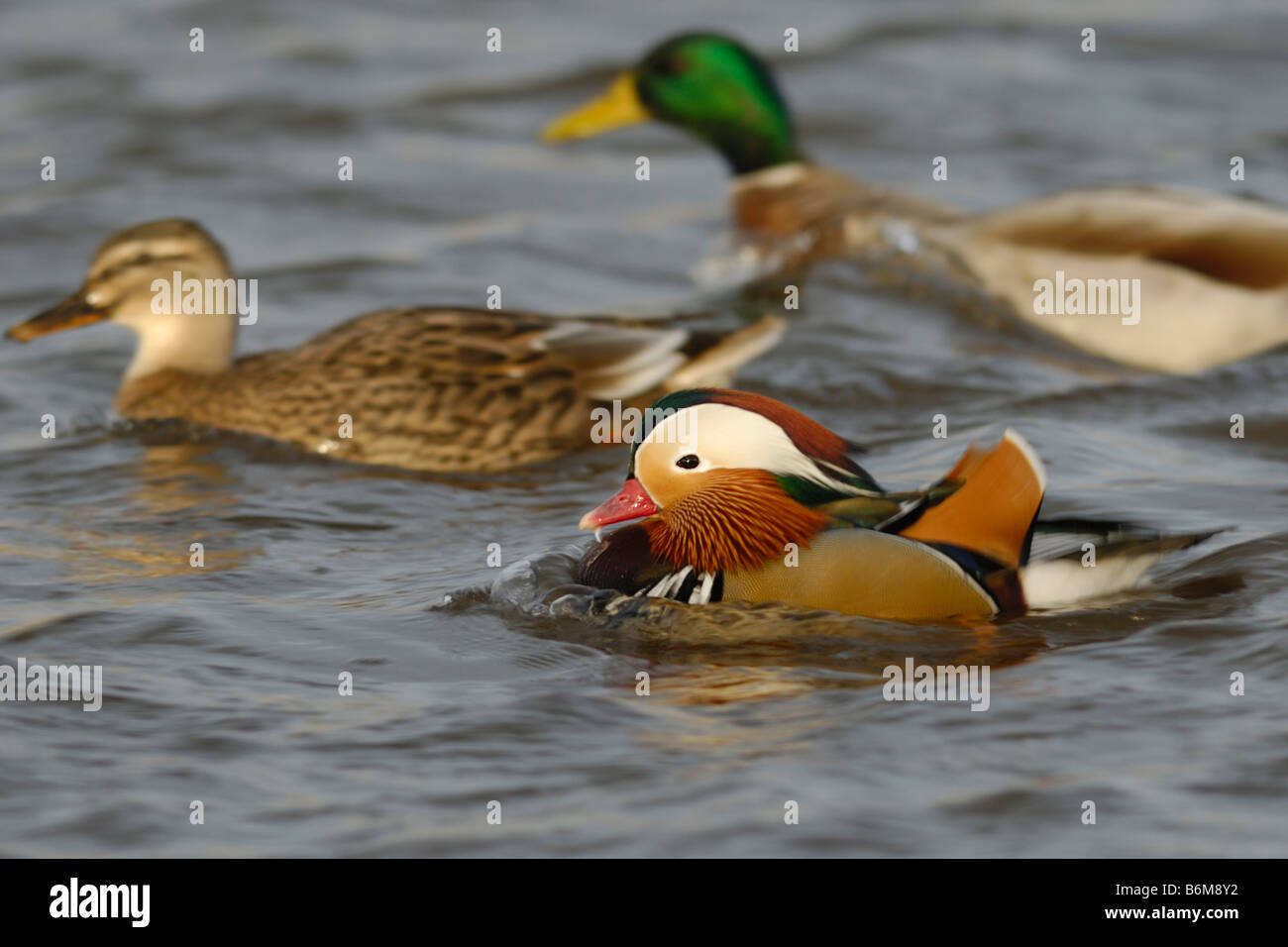 Mandarin Duck, Aix galericulata, among mallards, River Ugie, Peterhead ...