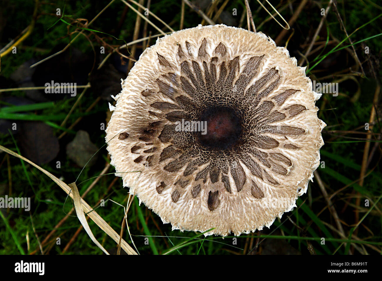 Mushroom cap hi-res stock photography and images - Alamy
