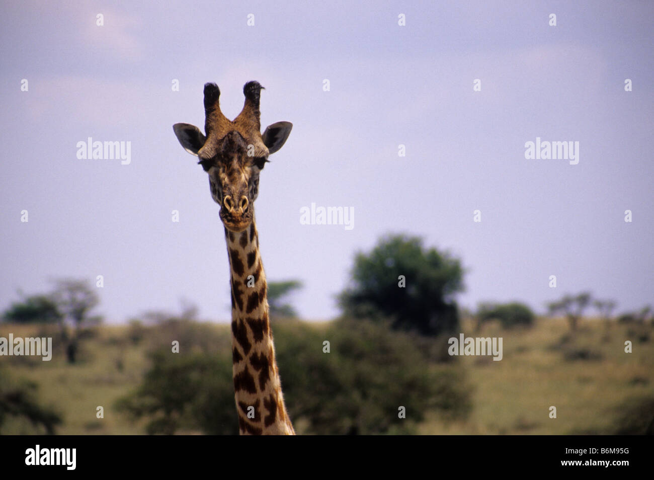 Giraffe Head and Neck Portrait Stock Photo - Alamy