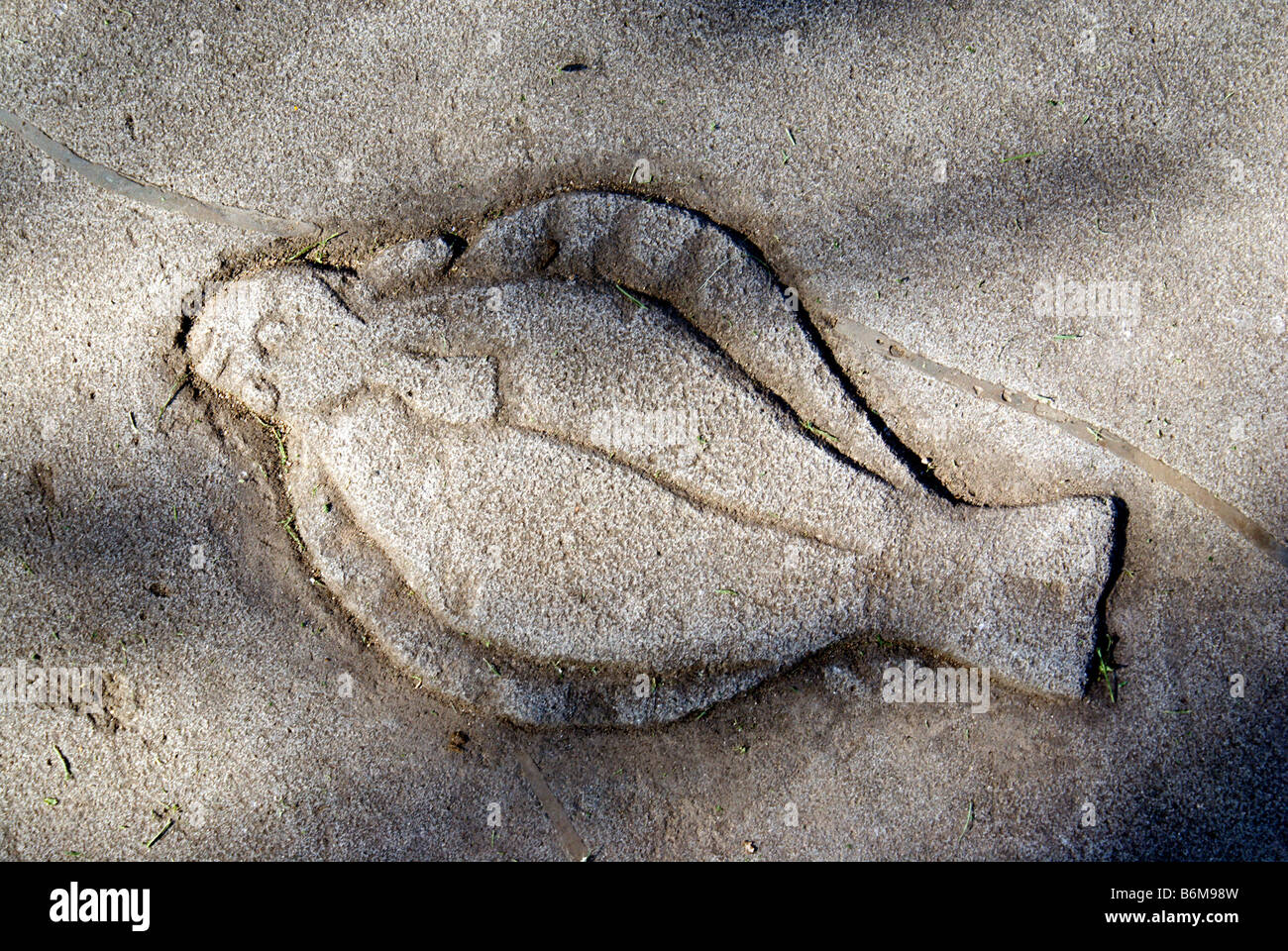 Flatfish hi-res stock photography and images - Alamy