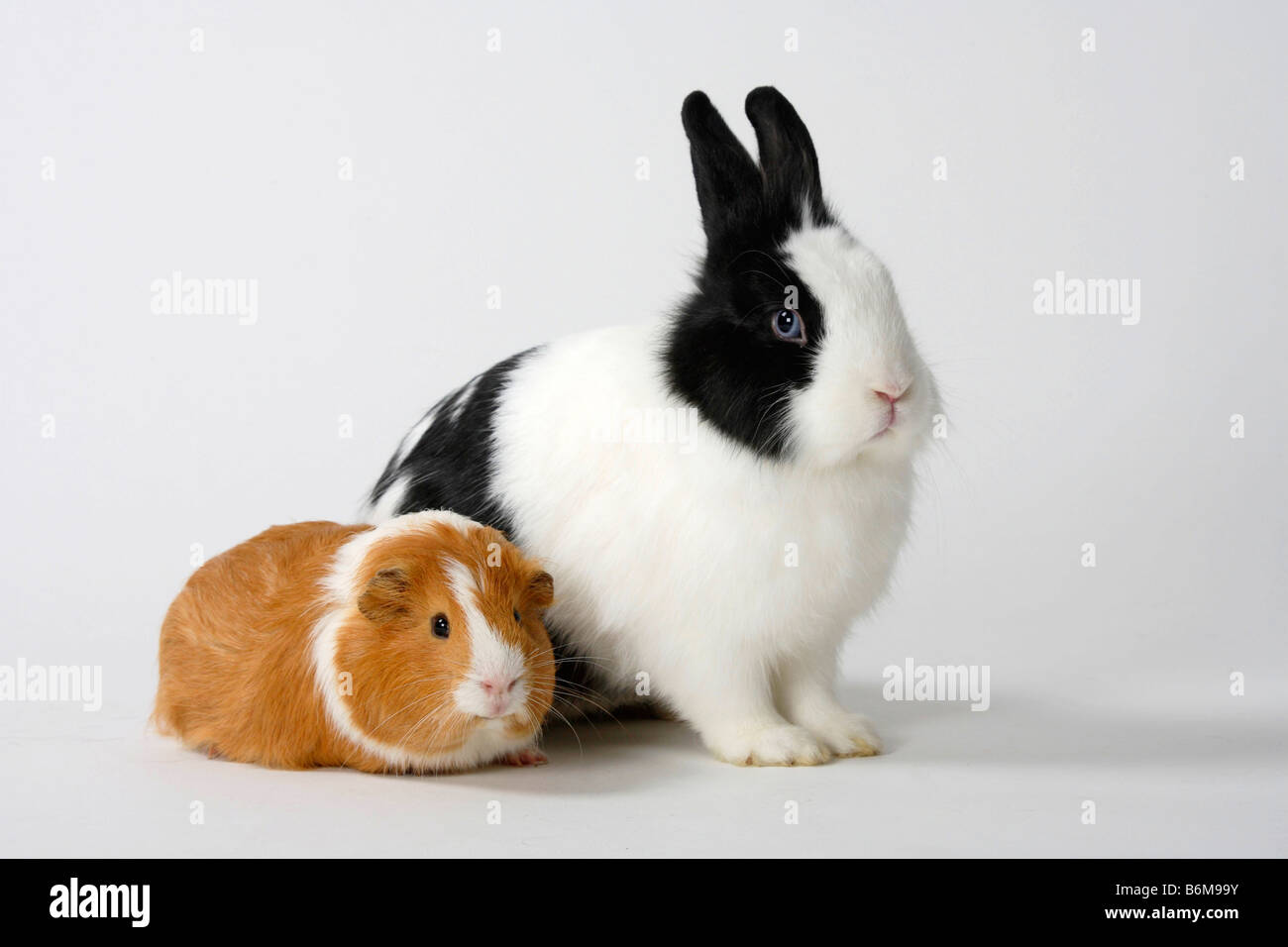 Two Dwarf Rabbits Guinea Pig High Resolution Stock Photography and ...