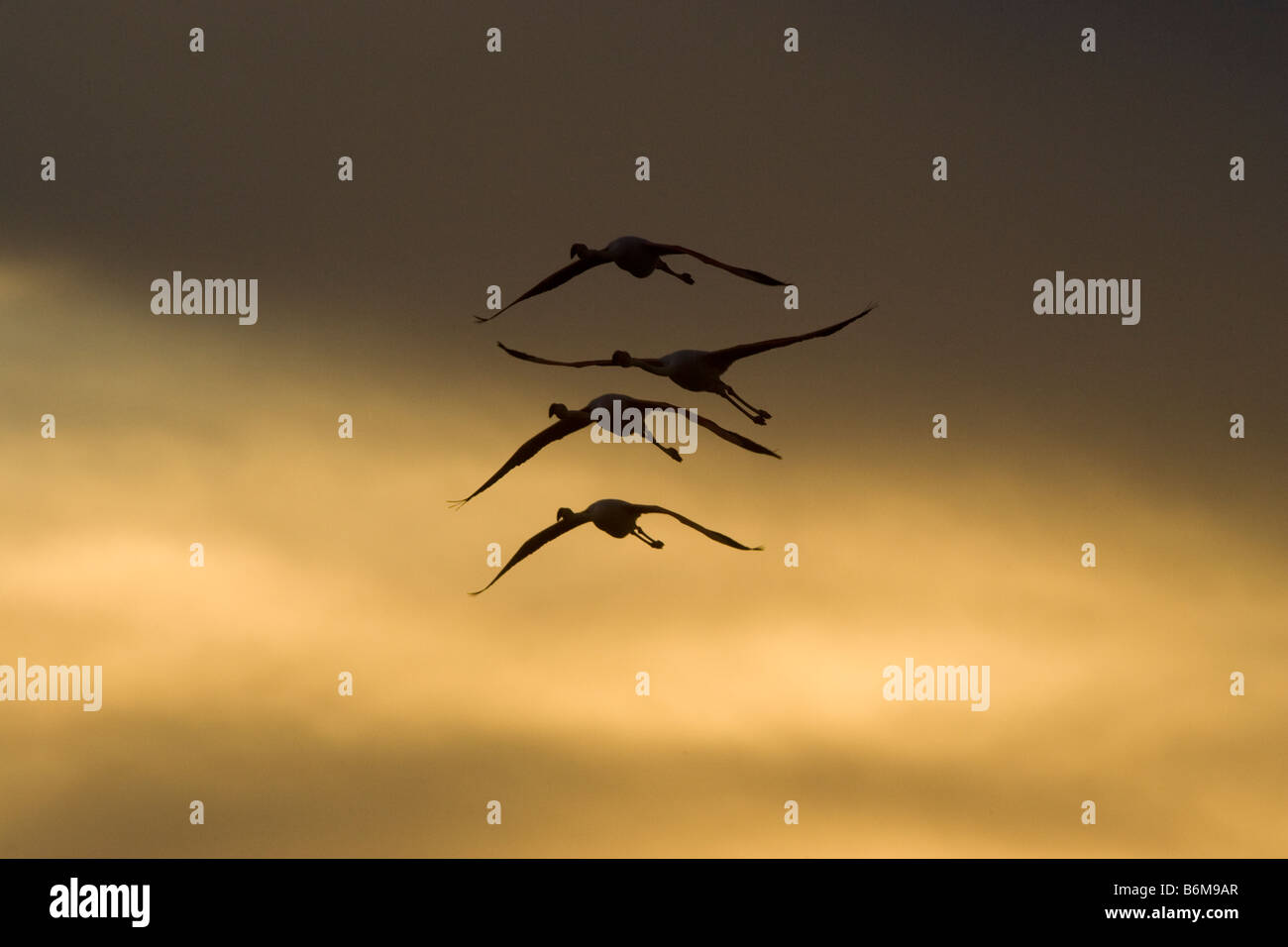 Pink flamingos at sunset hi-res stock photography and images - Alamy