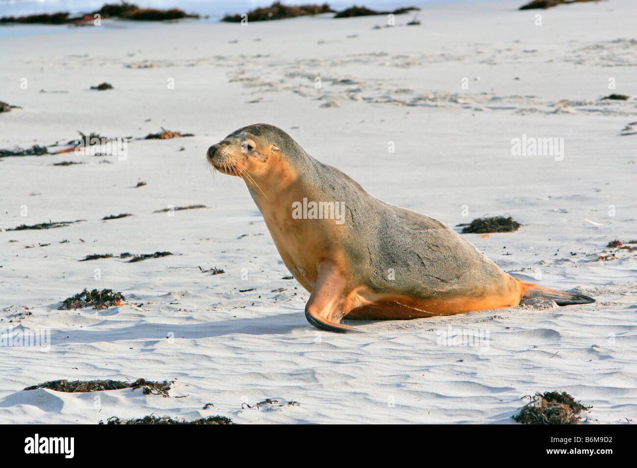 new zealand fur seal Stock Photo - Alamy