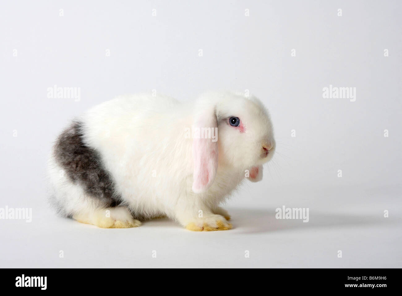 White Lop Eared Rabbit Stock Photos & White Lop Eared Rabbit Stock ...