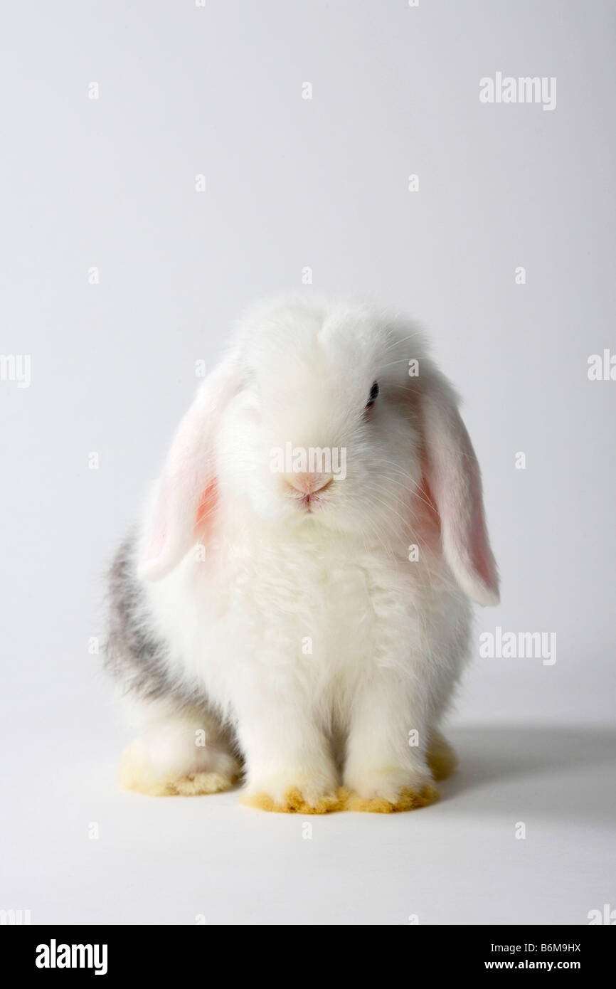 Young Satin Lop eared Dwarf Rabbit white with rhon 12 weeks Stock Photo ...