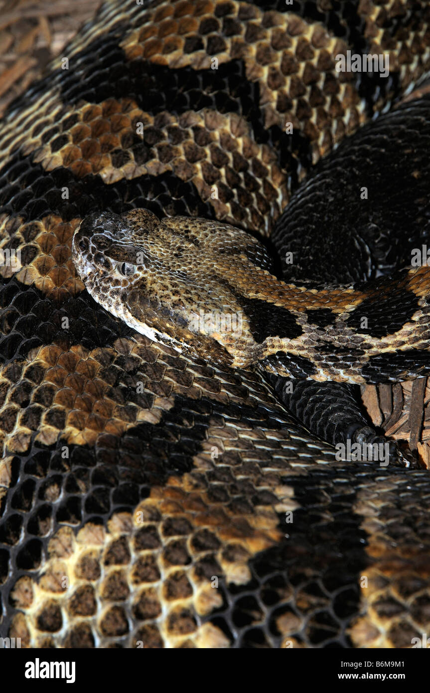 Cranebrake Rattlesnake a swamp rattler Florida America USA Stock Photo ...